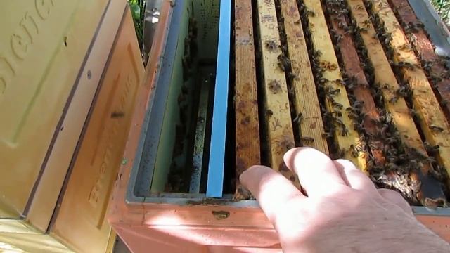 ставлю второй корпус пчелам,  при расширении в каждый корпус ставлю по 8 рамок