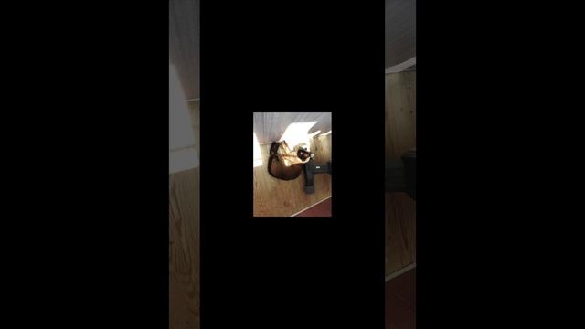 2023 Cat Musik on the balcony in summer