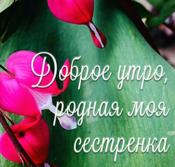Доброе утро, родная моя сестренка!
