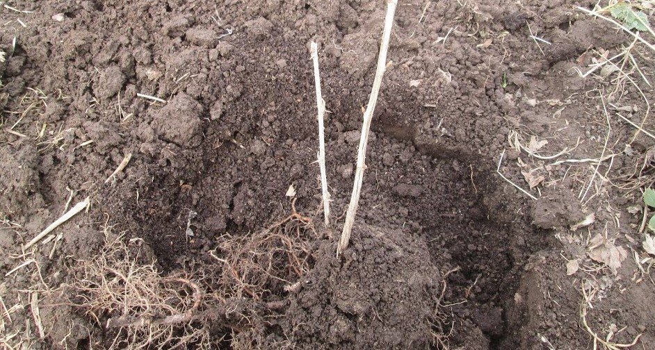 Посадка крыжовника весной