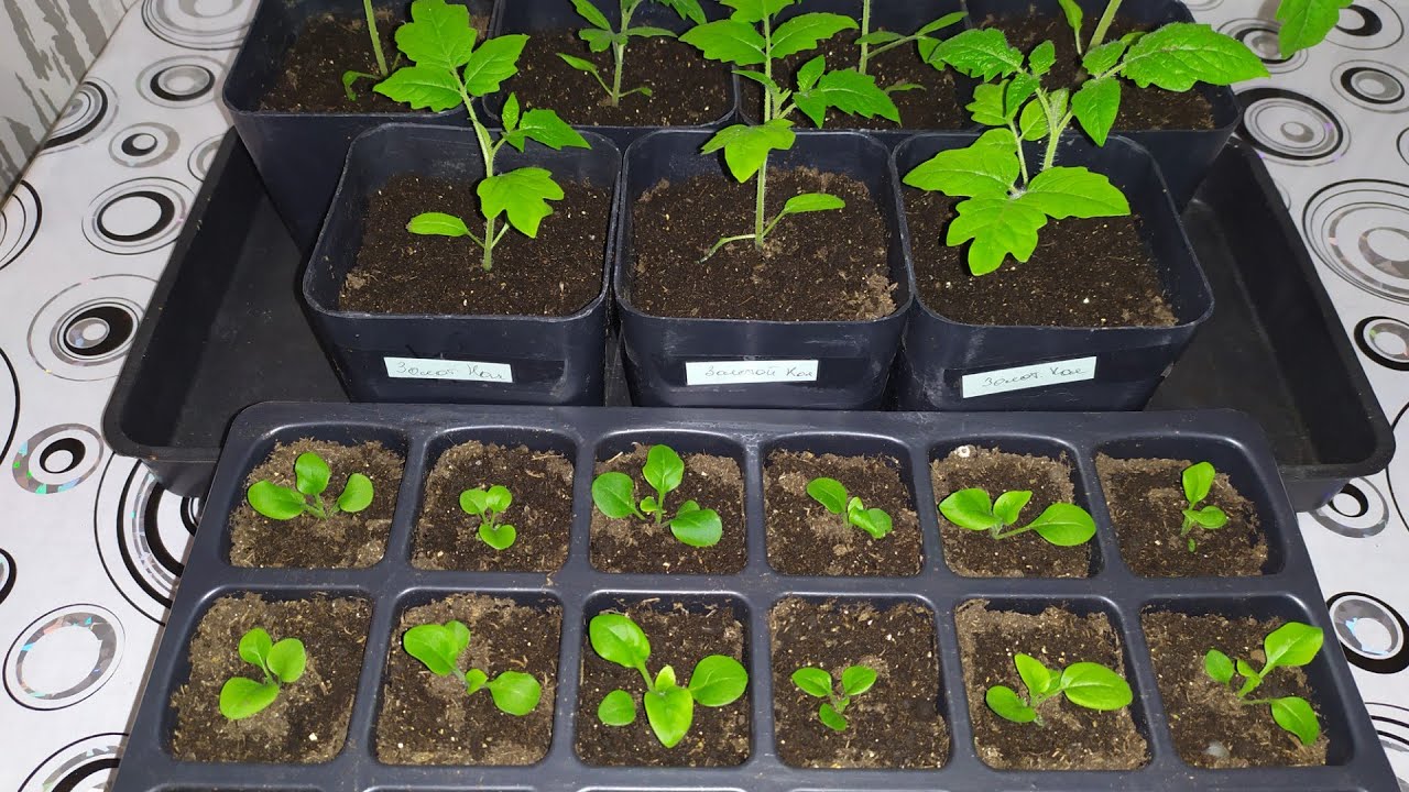 Пикировка рассады.