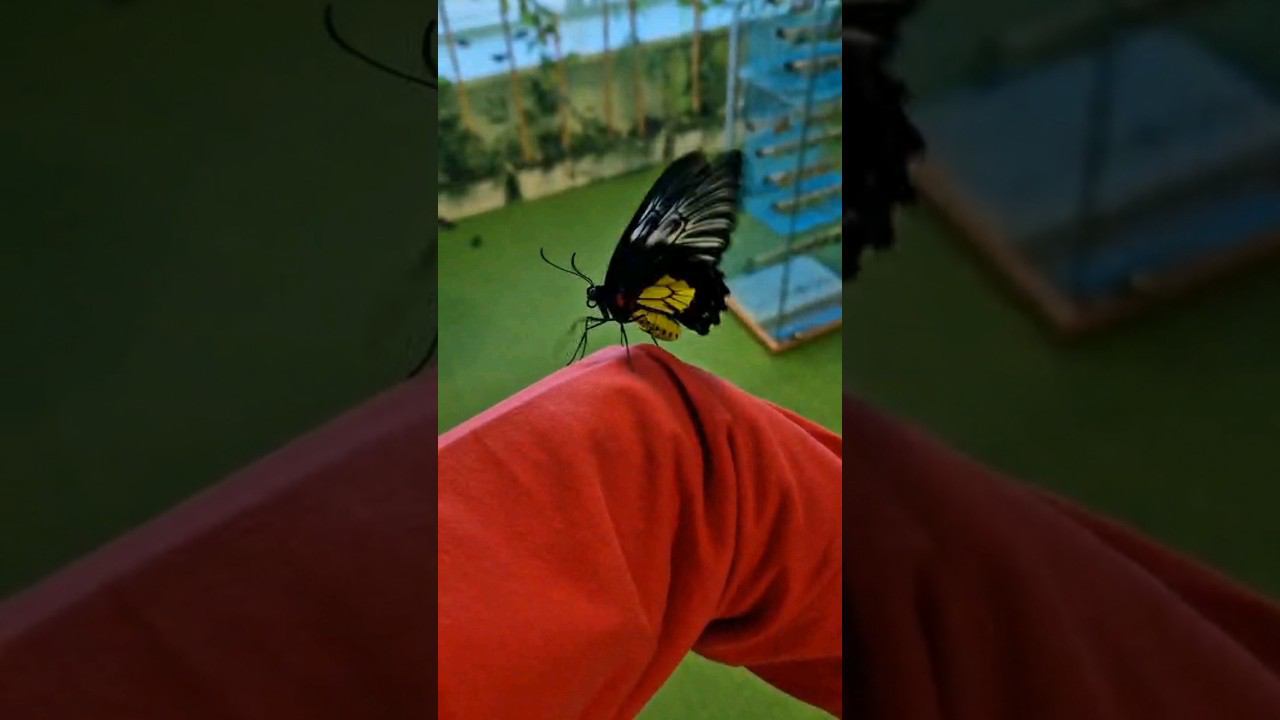 Дом бабочек в Казани #жизньвовремяпутешествий #песковыпутешествуют #butterfly #казань2023