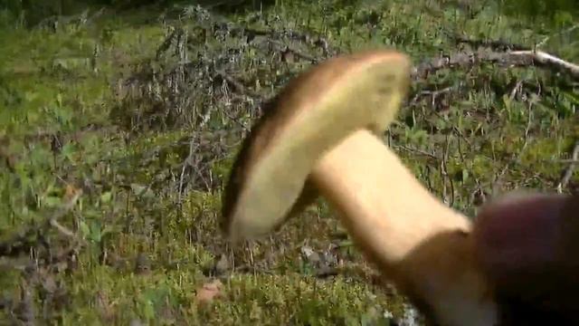 Лесные находки 2017