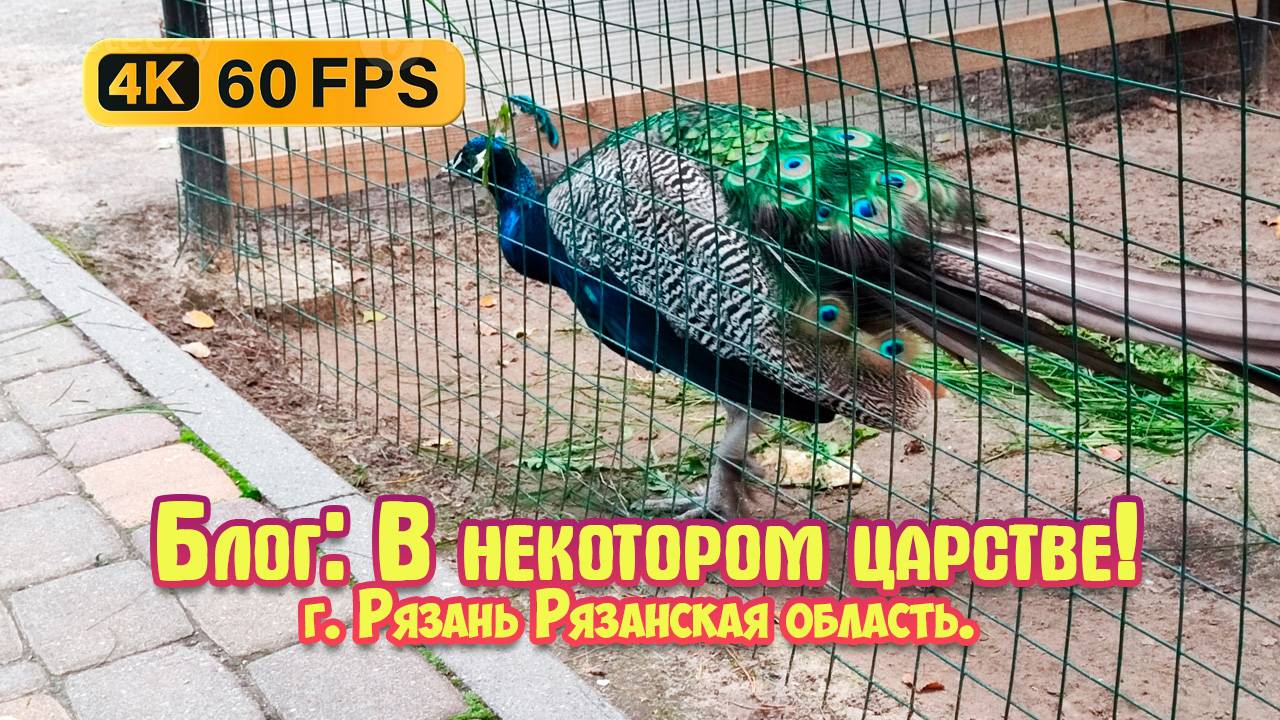 Блог: В некотором царстве! Город Рязань Рязанская область.  - 2024г.