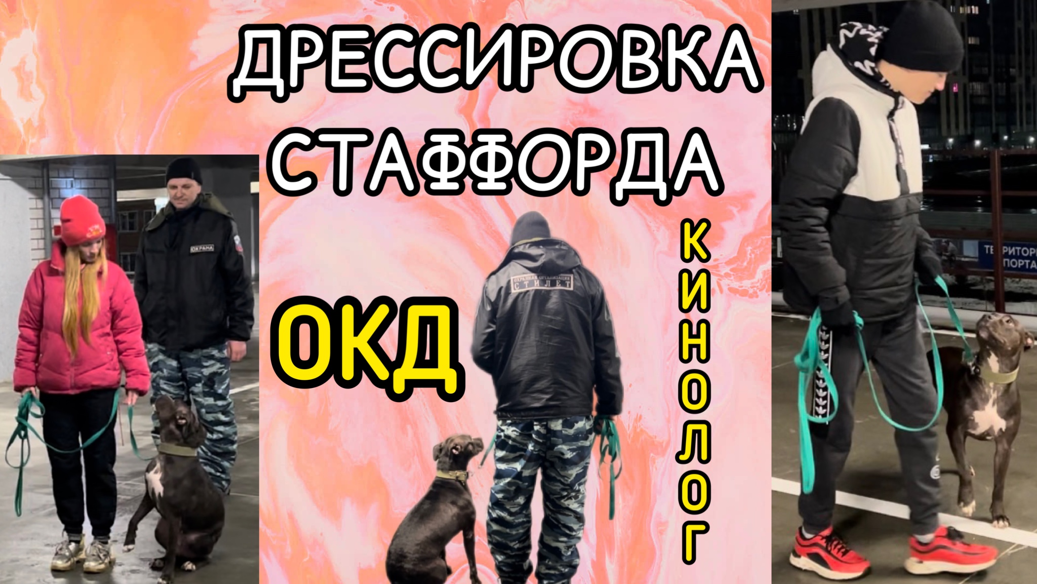 ДРЕССИРОВКА СТАФФОРДА