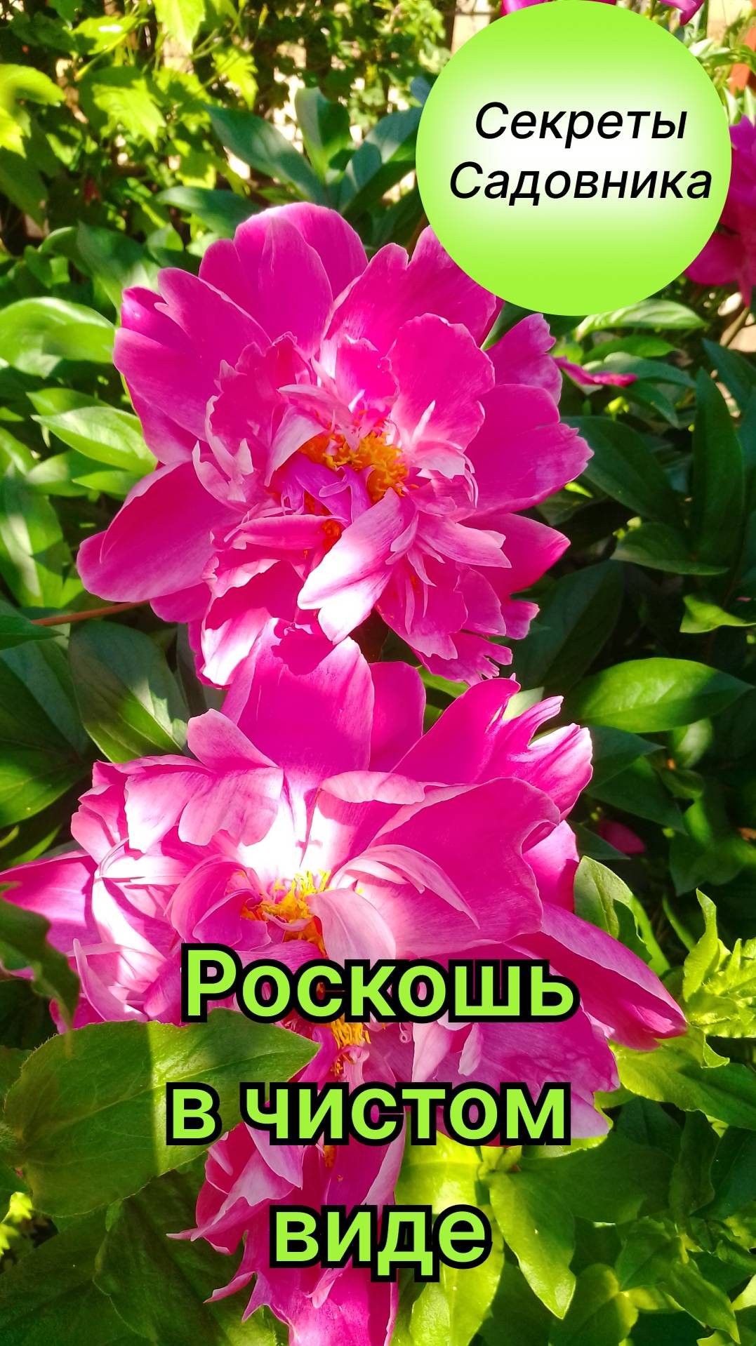 Пионы. Роскошь в чистом виде