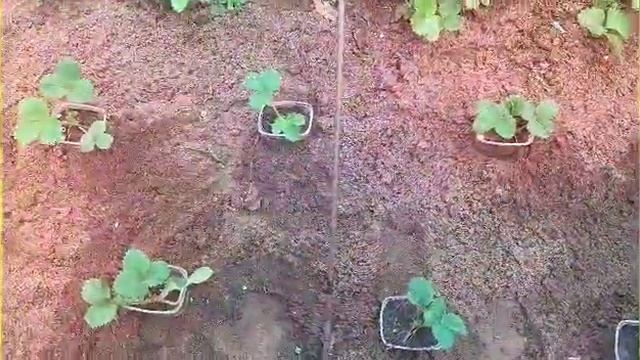 Высаживаю клубнику Гигантелла, видео 2021 года.