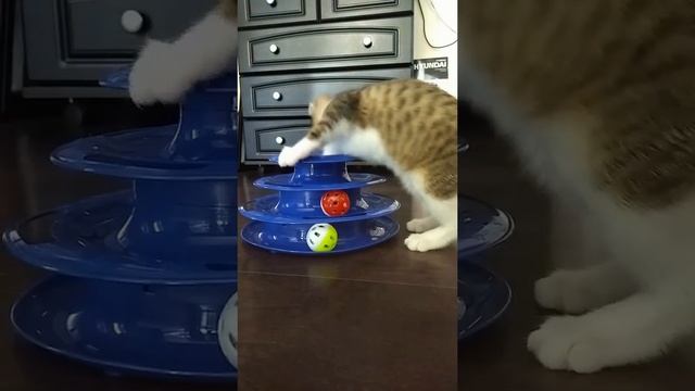 НАКА?ИГРУШКА ДЛЯ КОТИКА