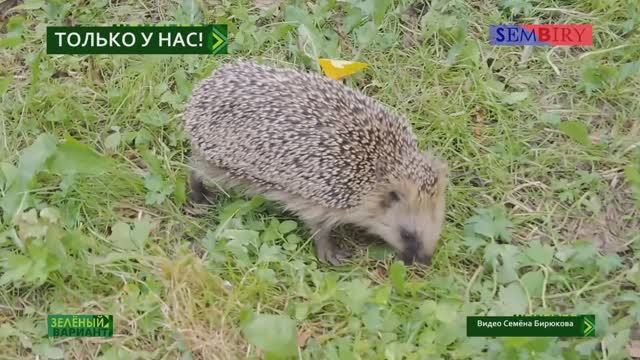 ЖИВОЙ МИР МОИМИ ГЛАЗАМИ №4. ЗЕЛЁНЫЙ ВАРИАНТ. Выпуск от 30.09.2018