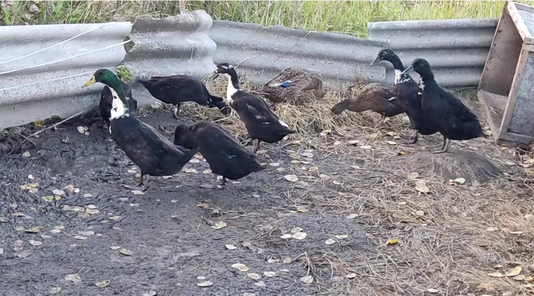 жизнь уток 34 #ducklife 34 #villagelife #duck #village #деревня #утки #бегунки (1)