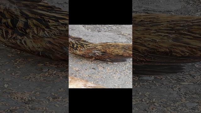 Потеряла хозяйство