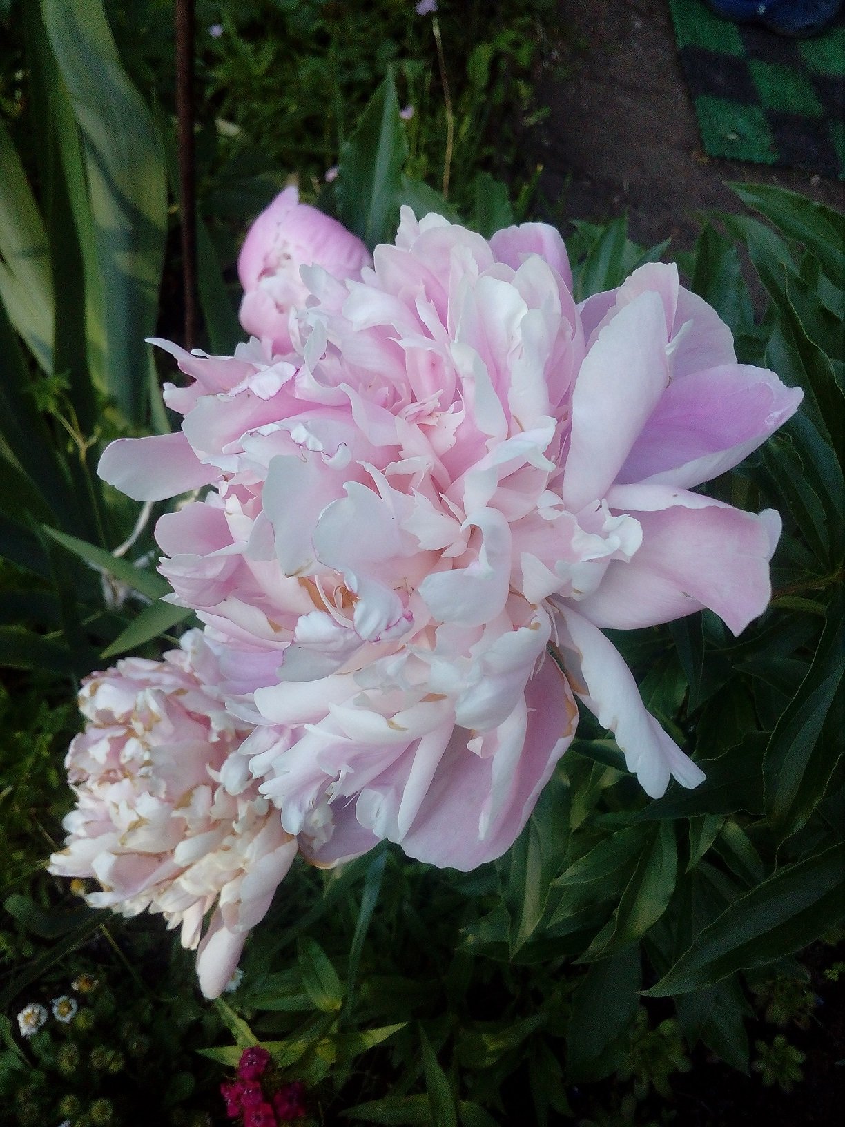 ЭТИ цветы СТОИТ посадить у себя в саду в следующем году?