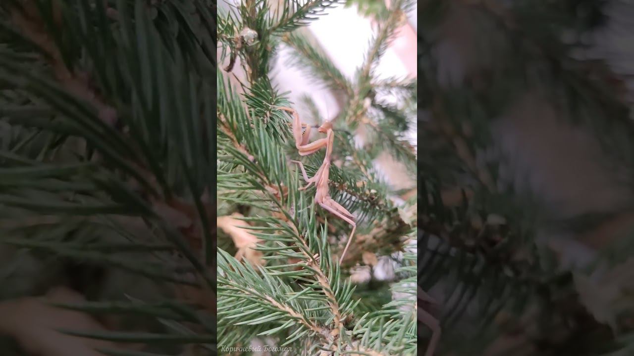 Коричневый Богомол | Ош | Кыргызстан #shorts