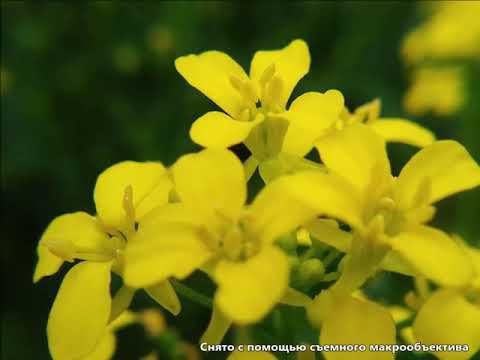 Природа на фото и видео с камеры смартфона ZTE Blade L8