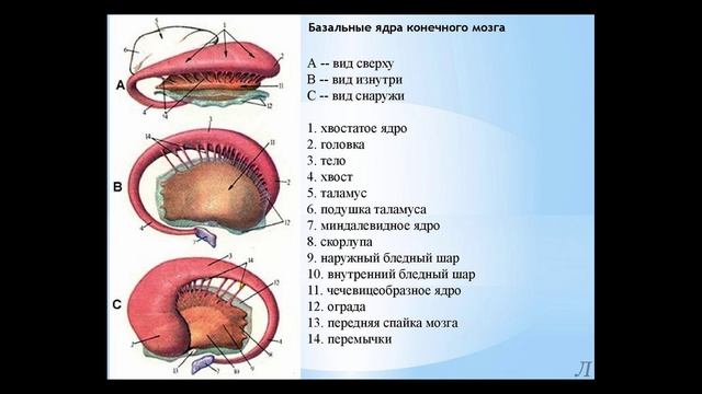 7.13 Эволюция. Базальные ядра: бледный шар, скорлупа, хвостатое ядро