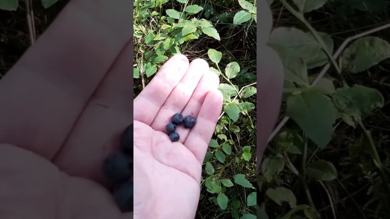 Разногрибье в черничнике.