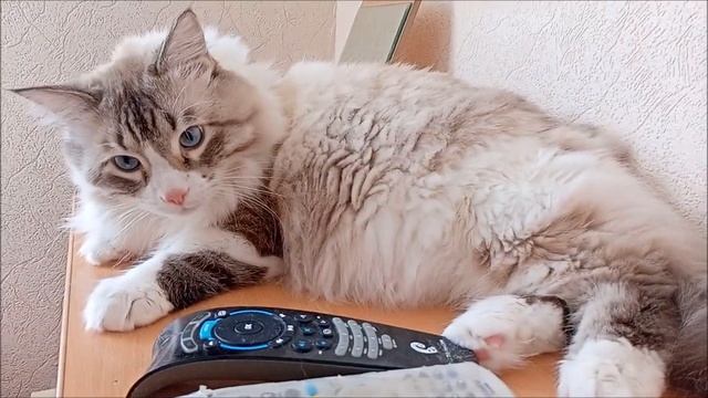 Невский маскарадный кот Марсик