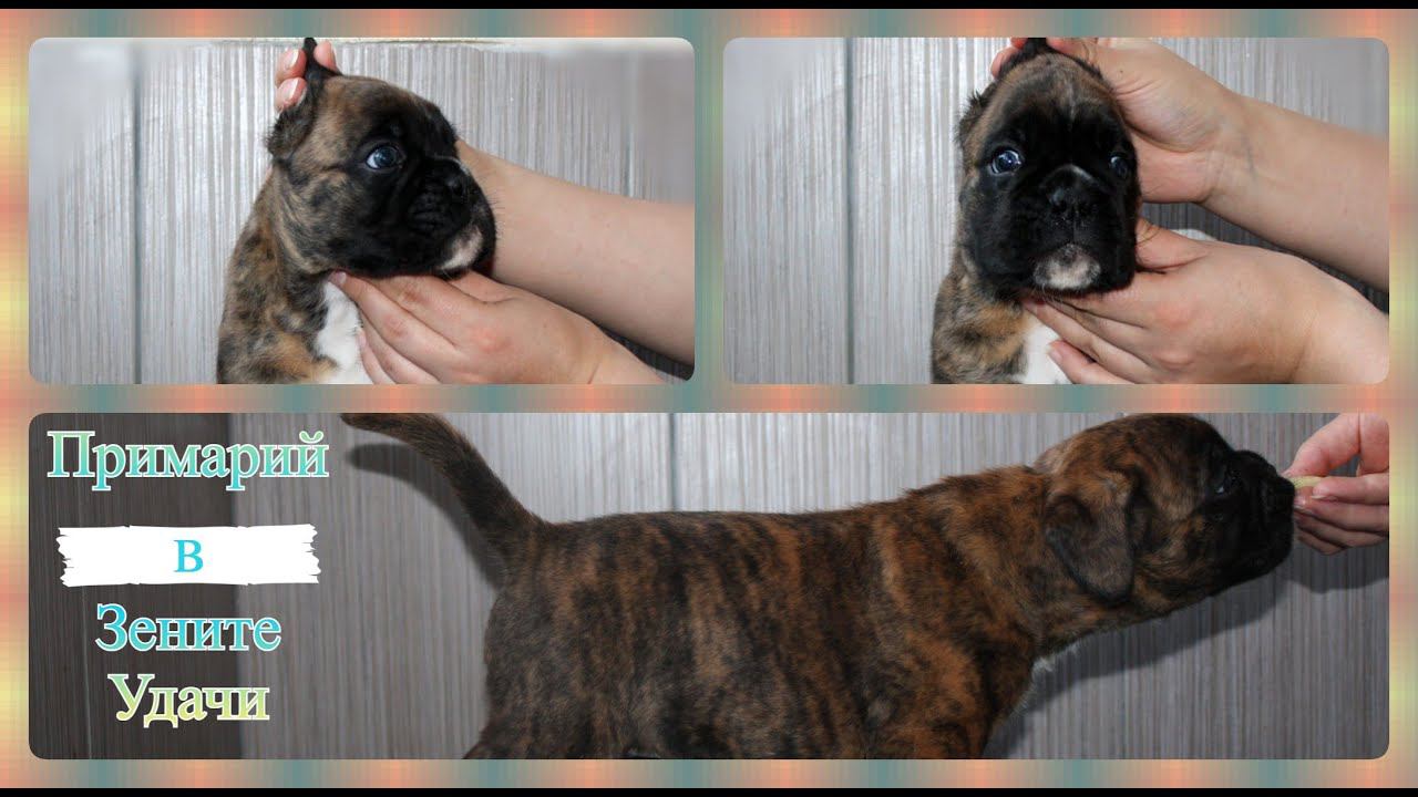 Щенок немецкого боксера, 1 месяц / Boxer puppy, 1 month old