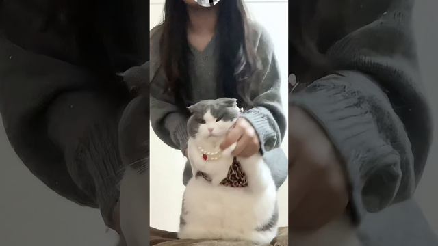 26-03-2024 кот танцы