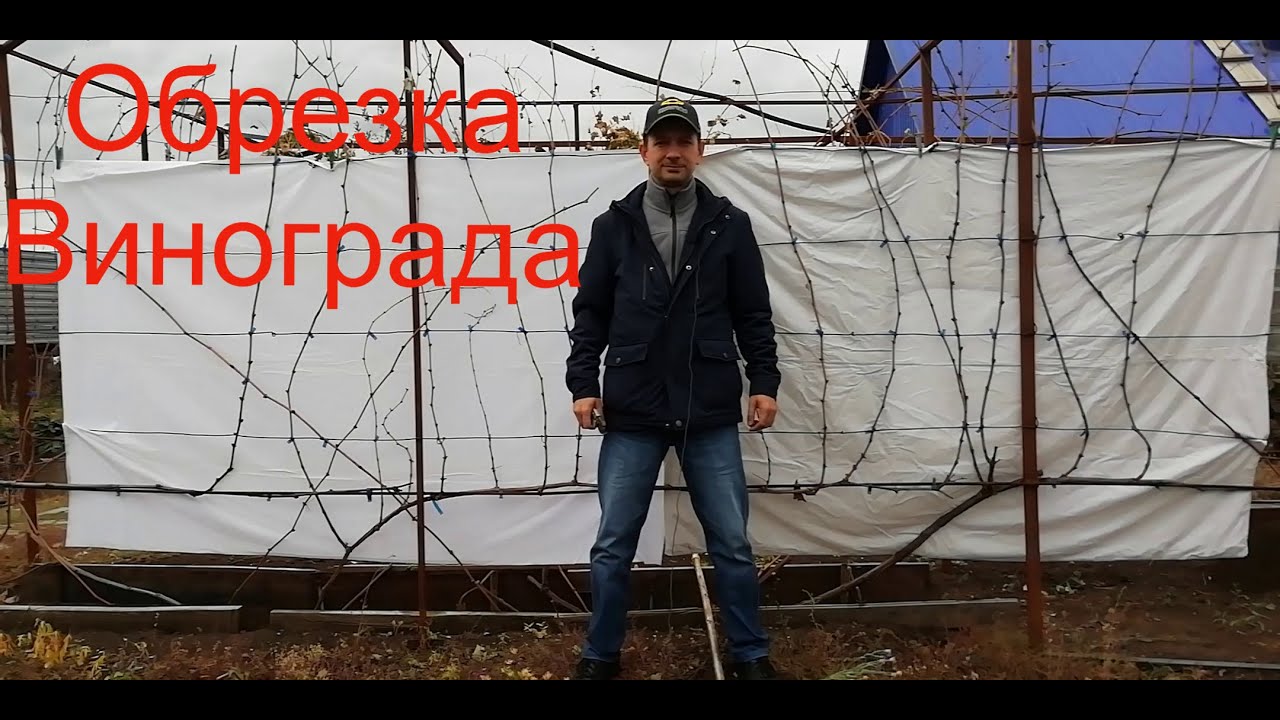 Обрезка винограда.Усиленные лозы плодоношения