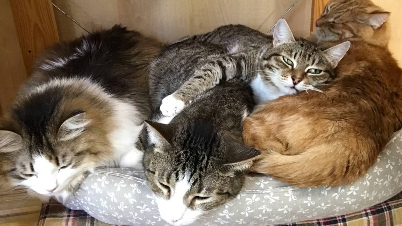 Один вечер из жизни волонтёра