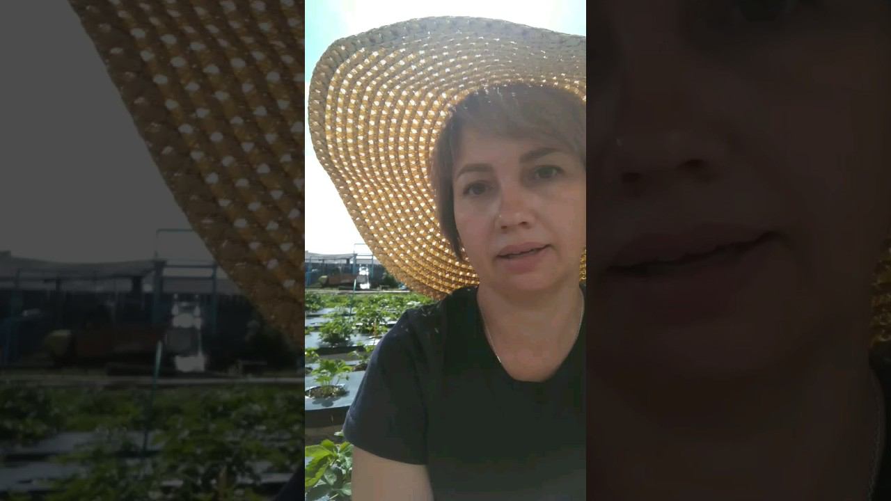 Урок 44. Подготовка к укоренению розеток садовой земляники.