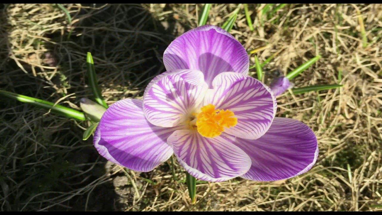 вот и весна