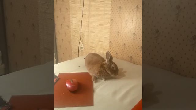 Сооон....для..слаббакофффф