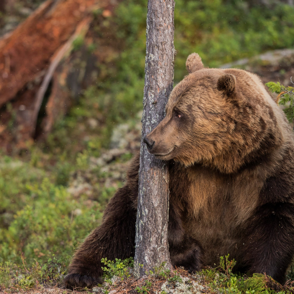 медведь постучал в окно
