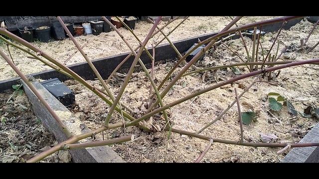 Ежевика в Сибири Весенняя обрезка