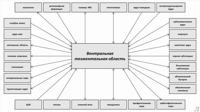 11.13 Подробное разъяснение. Вентральная тегментальная область