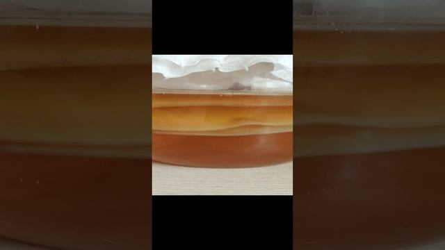 Комбуча. Как сохранить чайный гриб, если вы уезжаете надолго.