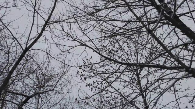 Зимние виды. Ленсоветовский