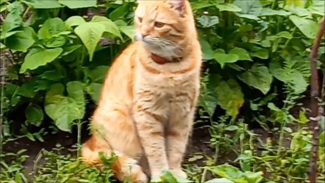 Стихи о жизни. Кошка. Татьяна Логиновская