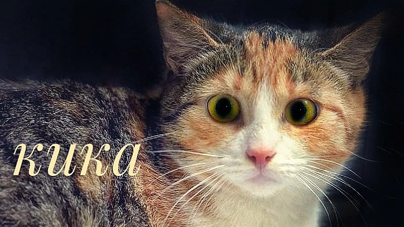 Дорога домой. КИКА