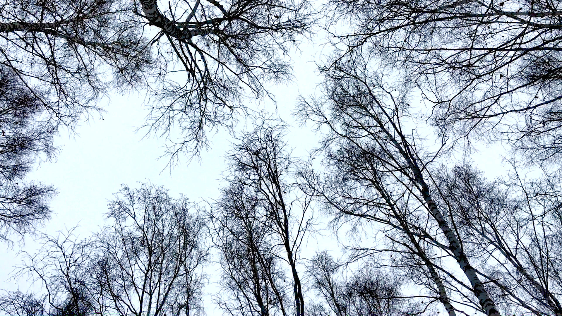 Усть-Тарка, Новосибирская область | Сибирь, природа, зима | ? 2021