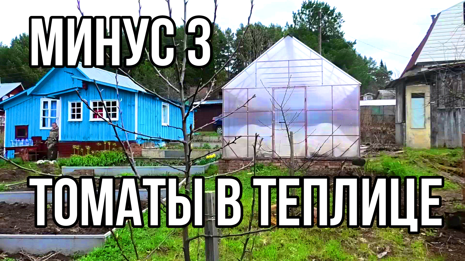 Заморозки до минус 3 в Удмуртии. Томаты в теплице.