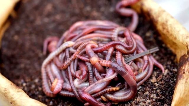 Подготовка червя или как приготовить червей для рыбалки.mp4