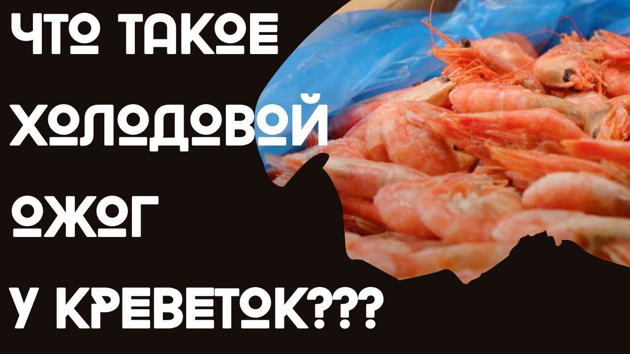 Почему северная креветка теряет цвет? Что такое Холодовой ожог?