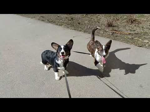 Первые прогулки щенков вельш корги кардигана.