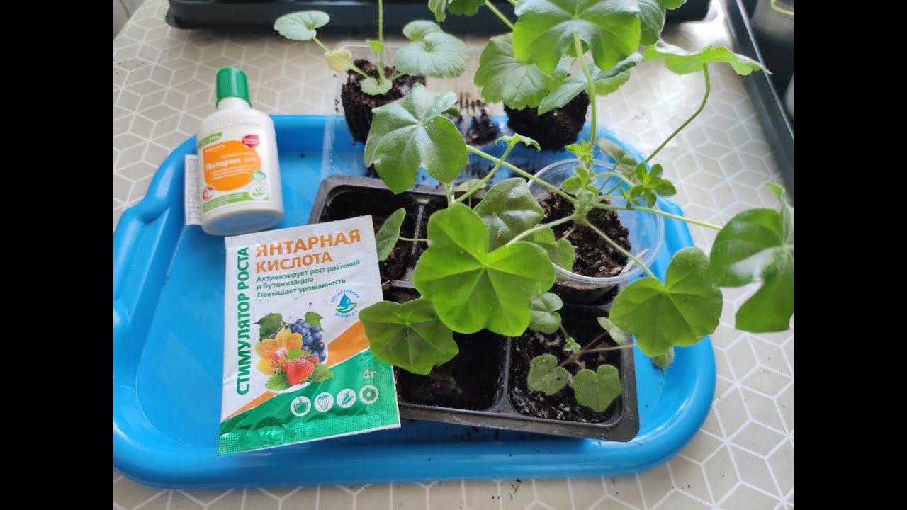 Результат подкормки сеянцев пеларгонии янтарной кислотой