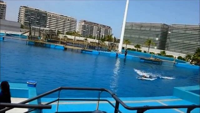 Дельфинариум. Испания.