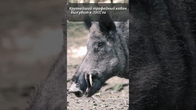 Крупнейший трофейный кабан 🐗