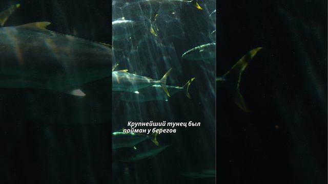 Крупнейший тунец