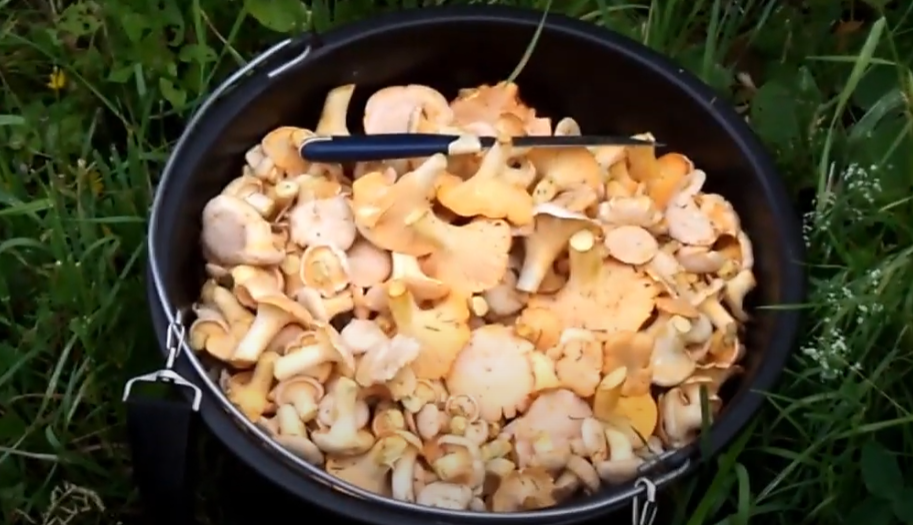 Грибы в Подмосковье. Ведро лисичек.