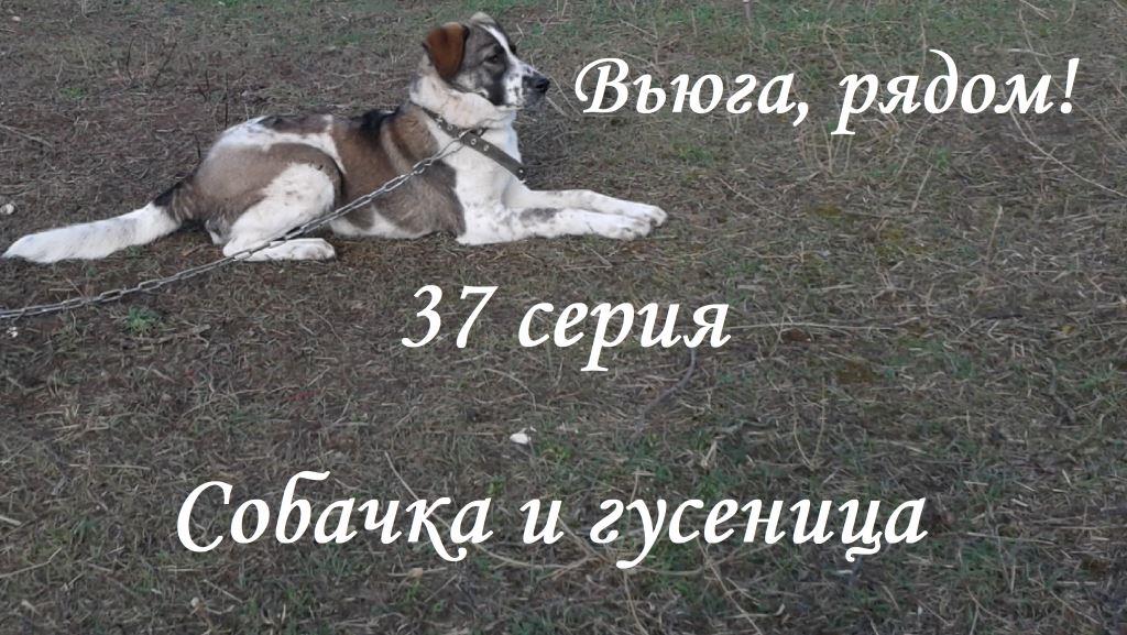 "Вьюга, рядом!" 37 серия "Собачка и гусеница"