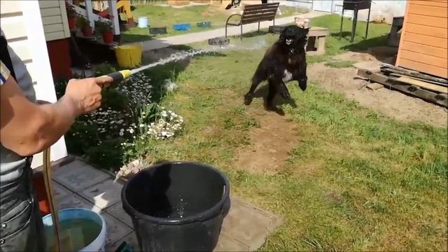 Собачья автомойка.mp4