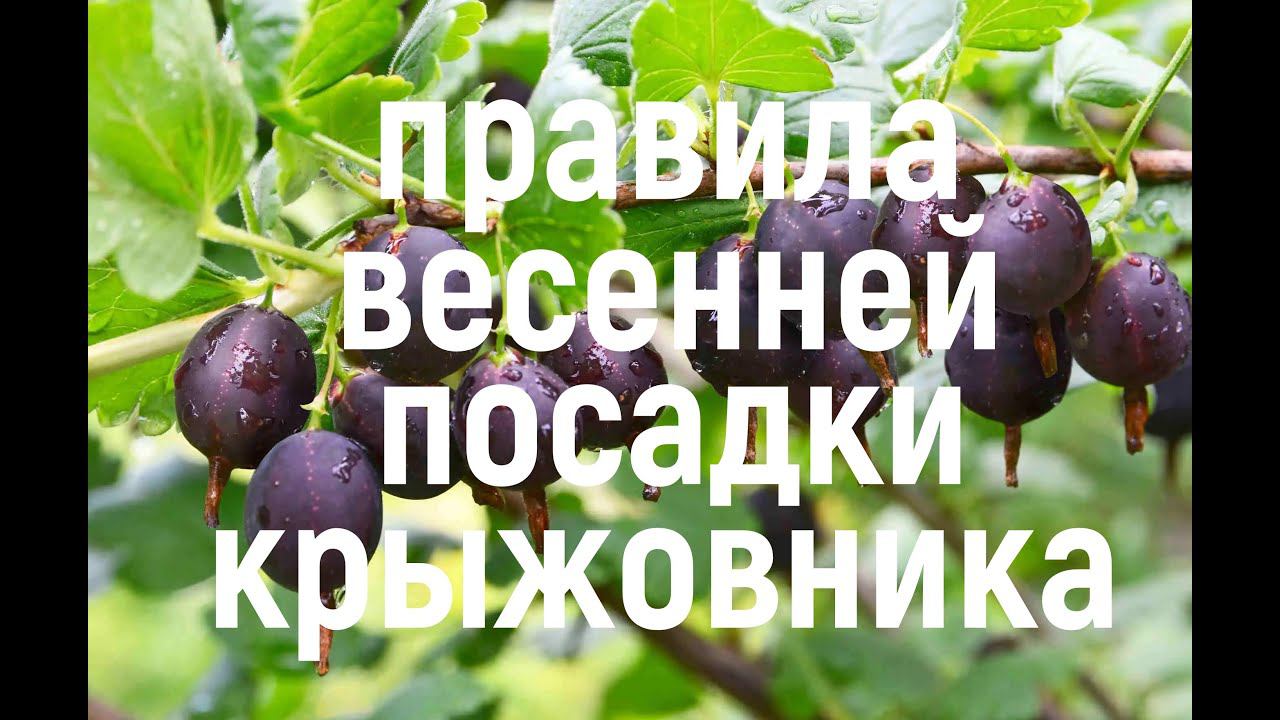 Весенняя посадка крыжовника! ЧТО ВАЖНО ЗНАТЬ!