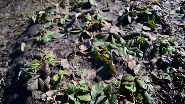 КЛУБНИКА после зимовки . ОБРАБОТКА .