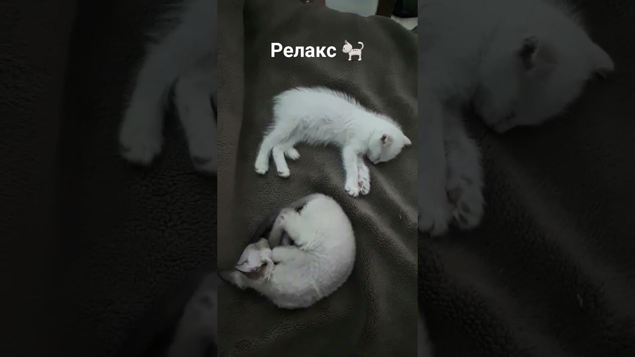 коты создают в доме уют